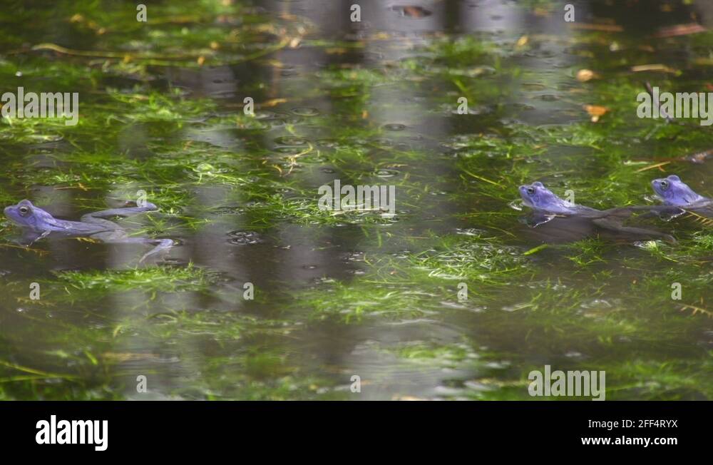 Frogs swimming Stock Videos & Footage - HD and 4K Video Clips - Alamy
