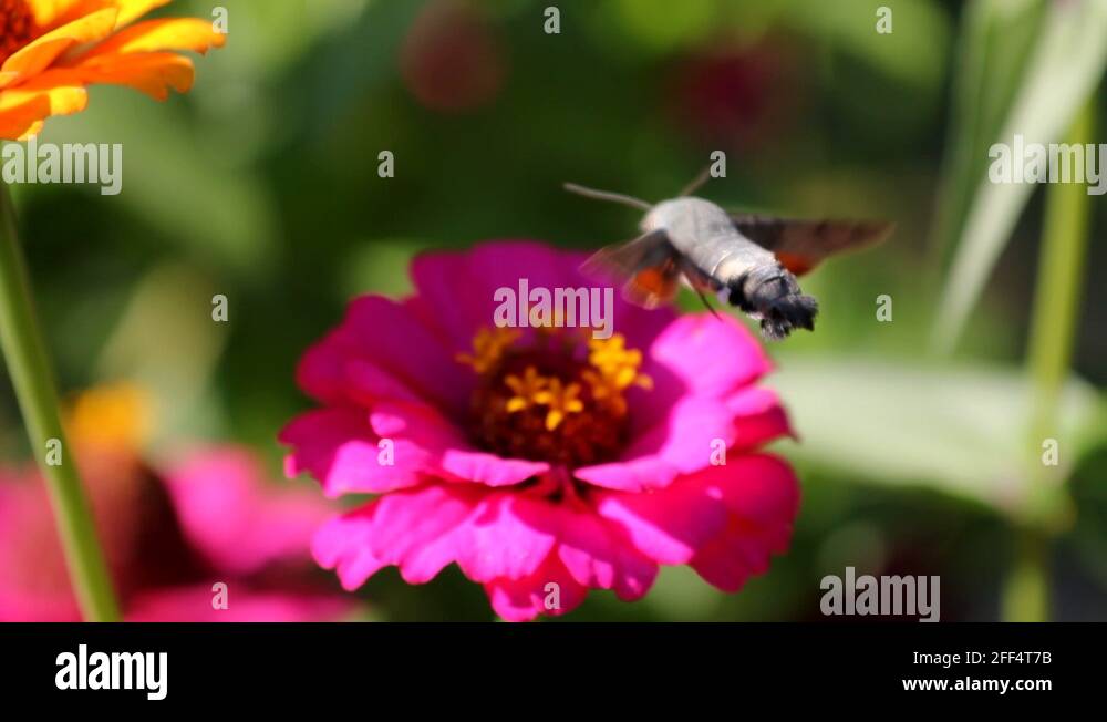 Nectar feeding insect Stock Videos & Footage - HD and 4K Video Clips ...