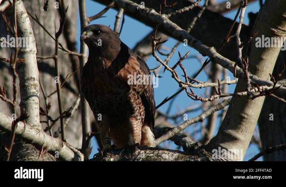 Red tail hawk Stock Videos & Footage - HD and 4K Video Clips - Alamy