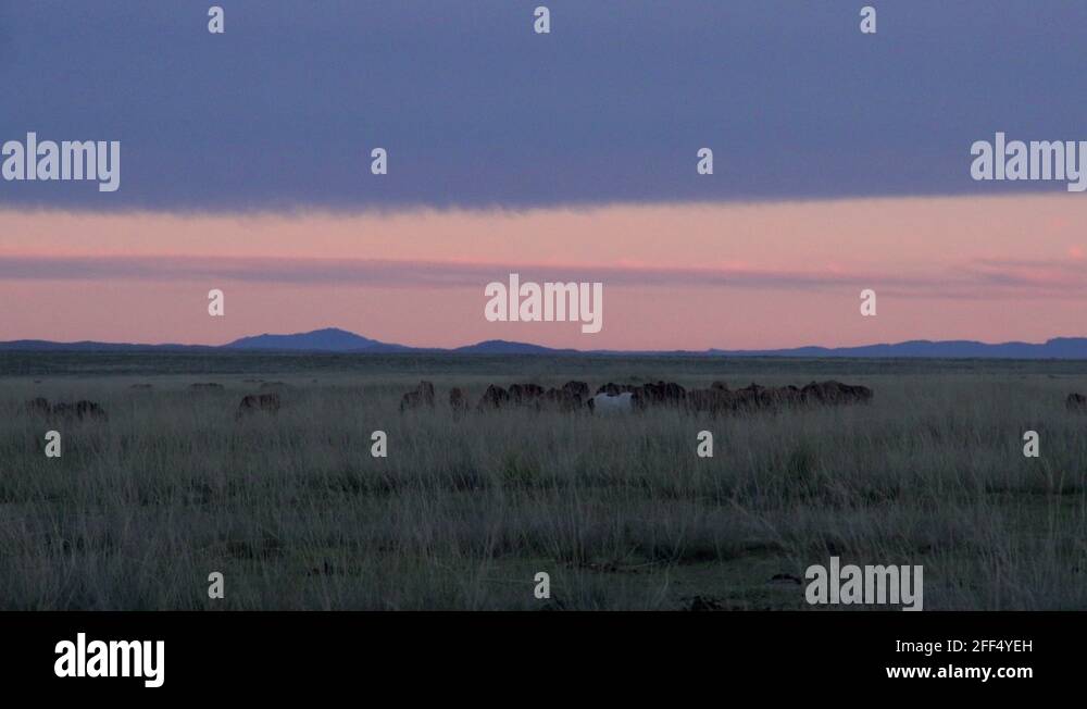 Purple horses Stock Videos & Footage - HD and 4K Video Clips - Alamy