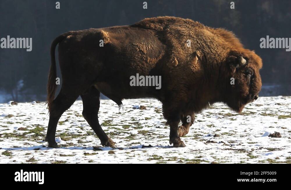 Single walk Stock Videos & Footage - HD and 4K Video Clips - Alamy