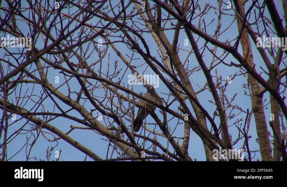 Crow feather Stock Videos & Footage - HD and 4K Video Clips - Alamy