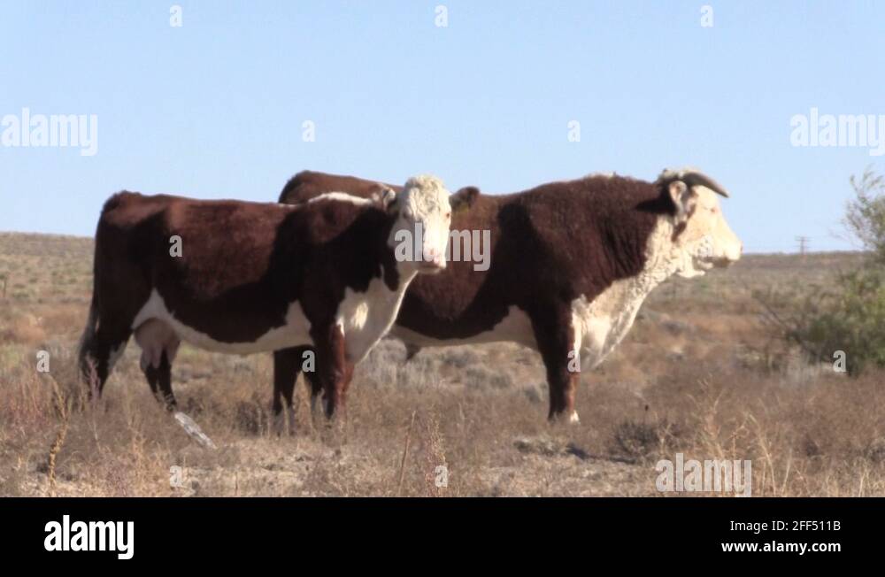 Range Stock Videos & Footage - HD and 4K Video Clips - Alamy