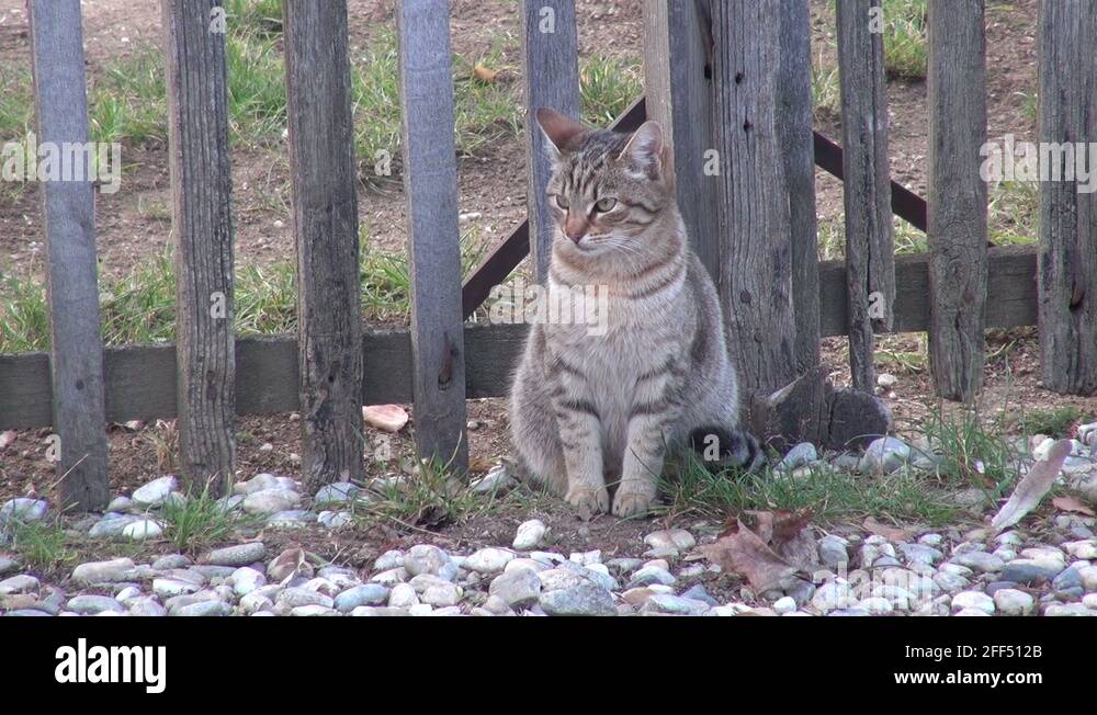 Guarding house Stock Videos & Footage - HD and 4K Video Clips - Alamy