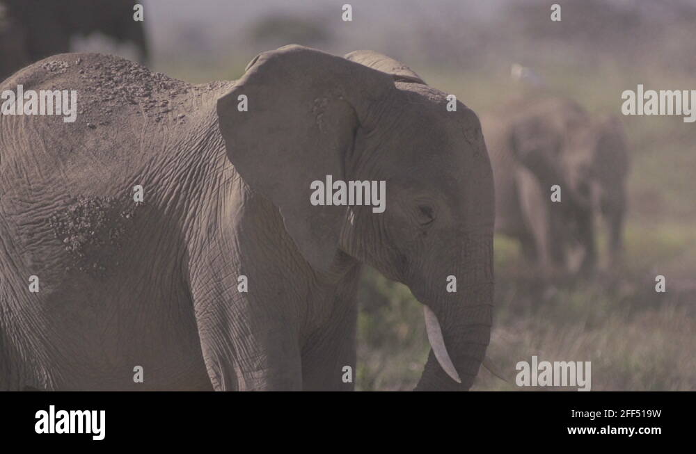 Bird on elephant Stock Videos & Footage - HD and 4K Video Clips - Alamy