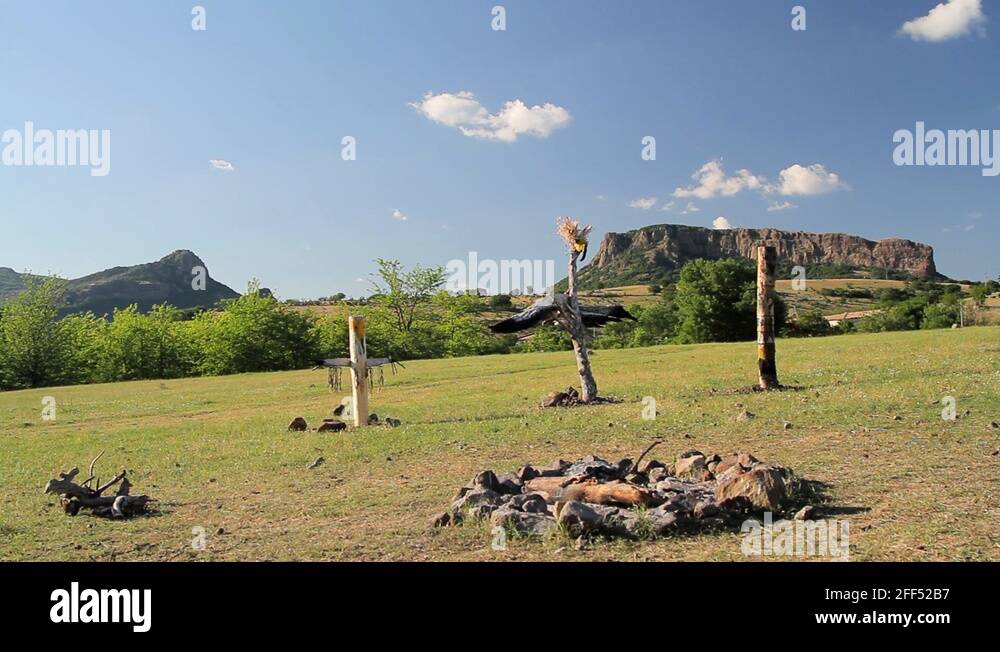 Indian ghost tree Stock Videos & Footage - HD and 4K Video Clips - Alamy
