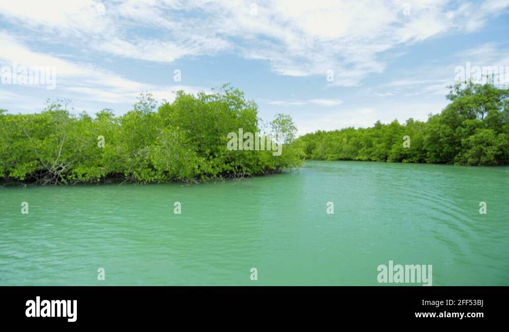 Mangrove trees timber used for boats houses, Thailand Stock Video ...