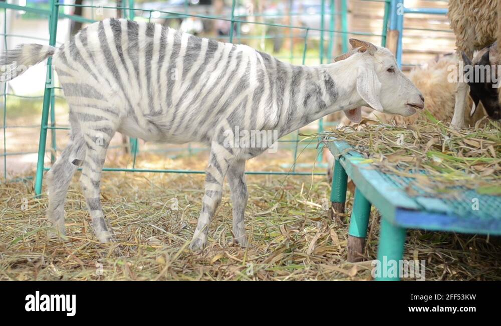 Funny sheep Stock Videos & Footage - HD and 4K Video Clips - Alamy