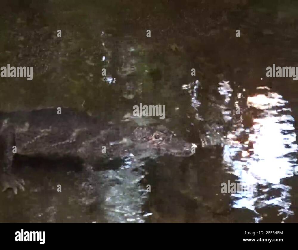 Caiman Stock Videos & Footage - HD and 4K Video Clips - Alamy