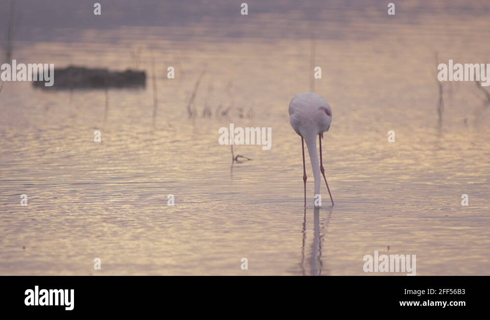 Flamingo eating Stock Videos & Footage - HD and 4K Video Clips - Alamy