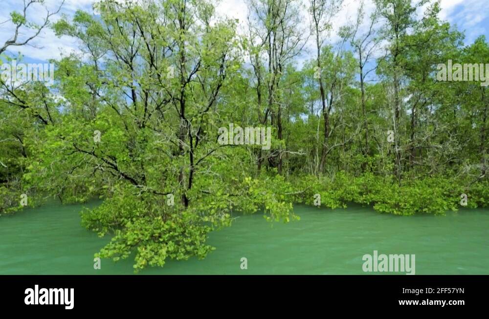 Mangrove trees growing in coastal region, Southeast Asia Stock Video ...
