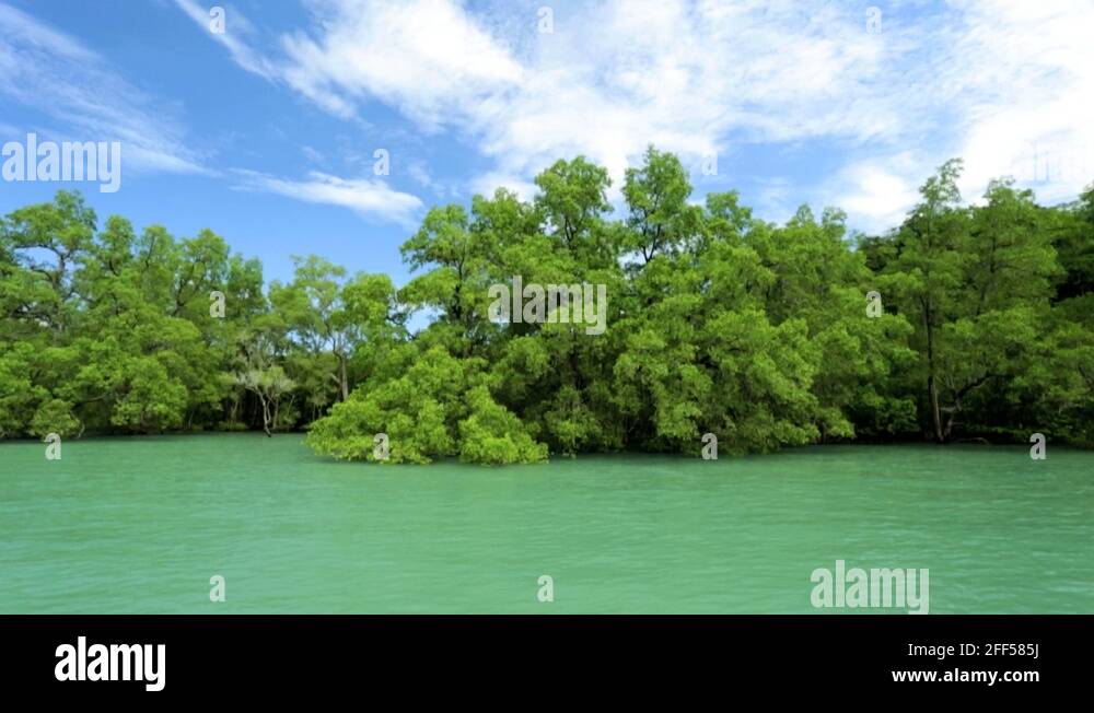 Mangrove trees growing in coastal region, Southeast Asia Stock Video ...