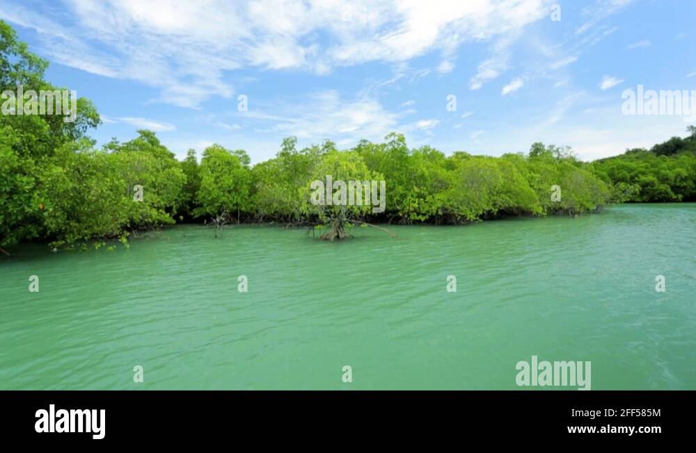 Mangrove trees growing in coastal region, Southeast Asia Stock Video ...