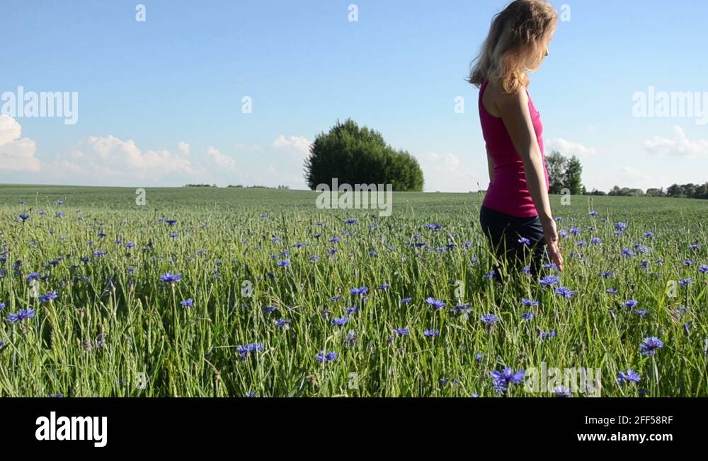 Cornflower centaurea cyanus corn field Stock Videos & Footage - HD and ...
