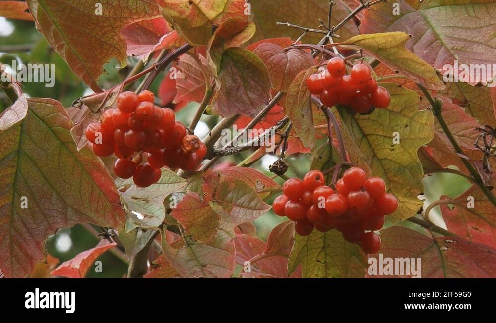 Tree viburnum opulus Stock Videos & Footage - HD and 4K Video Clips - Alamy