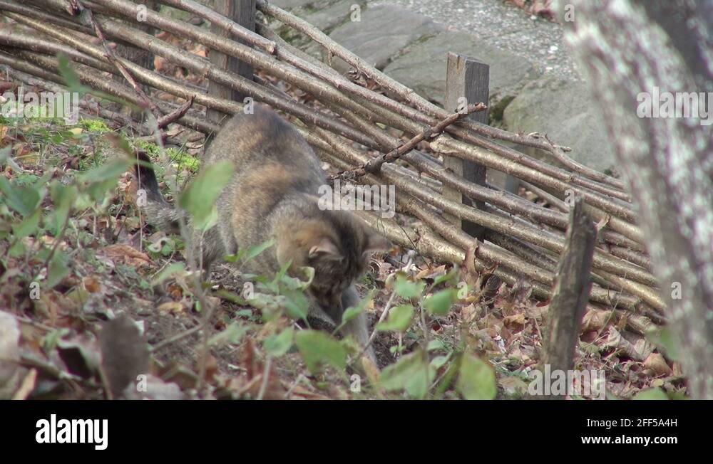 Animal stray Stock Videos & Footage - HD and 4K Video Clips - Alamy