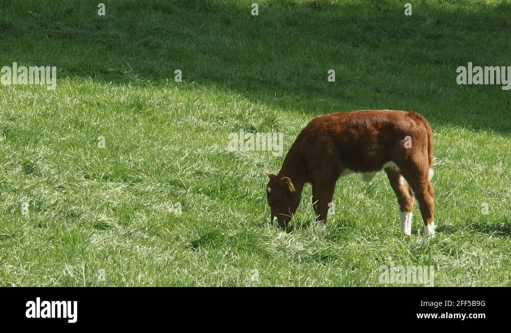 Cattle and calf Stock Videos & Footage - HD and 4K Video Clips - Alamy