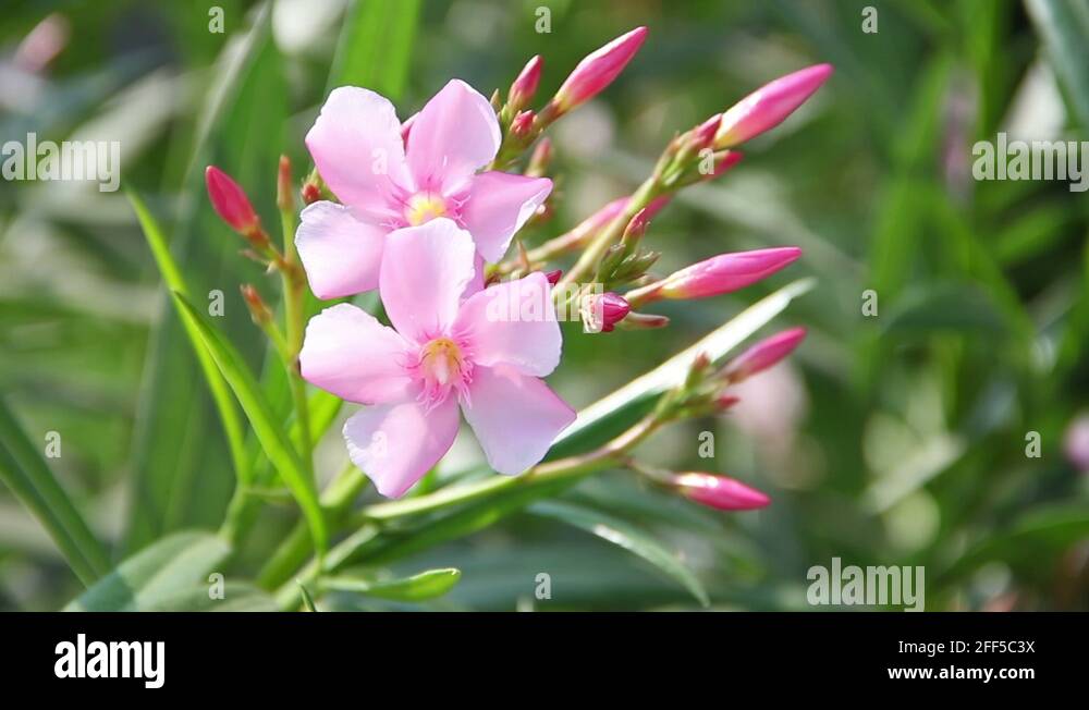 Indian pink flowers Stock Videos & Footage - HD and 4K Video Clips - Alamy