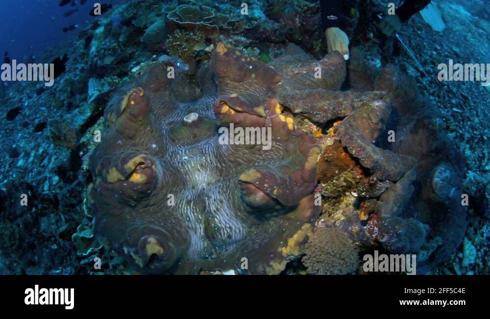 Ocean clams Stock Videos & Footage - HD and 4K Video Clips - Alamy