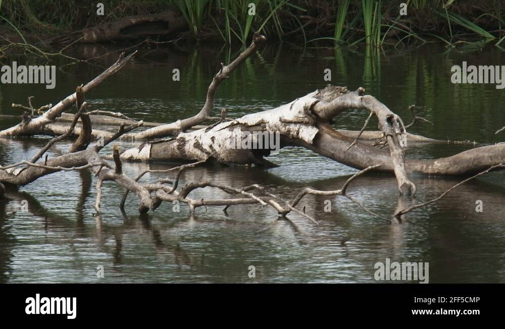 Swamp birch tree Stock Videos & Footage - HD and 4K Video Clips - Alamy