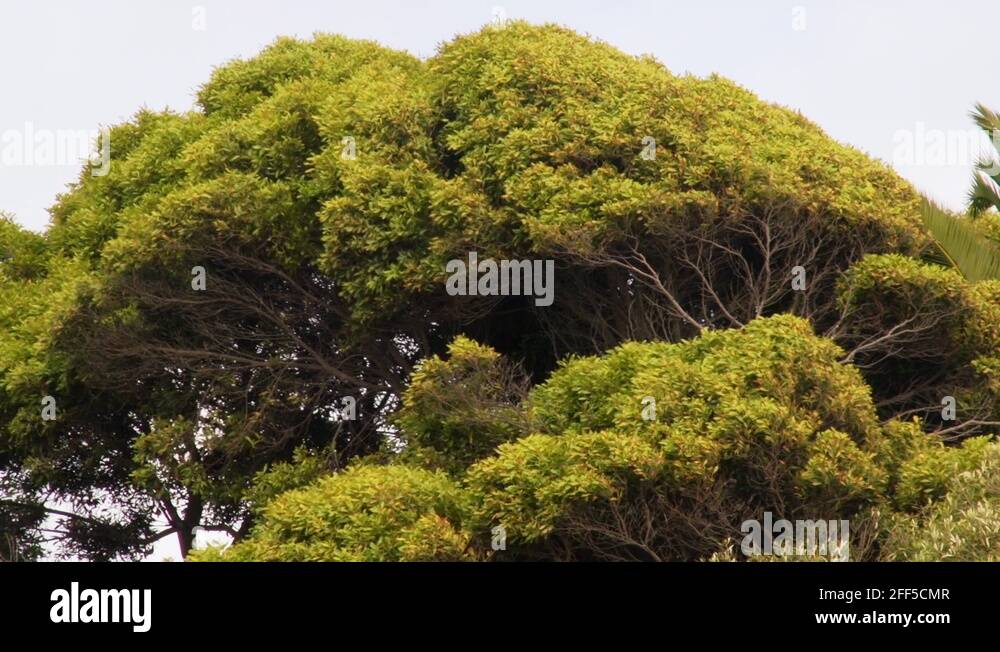 Trees in the wind Stock Videos & Footage - HD and 4K Video Clips - Alamy