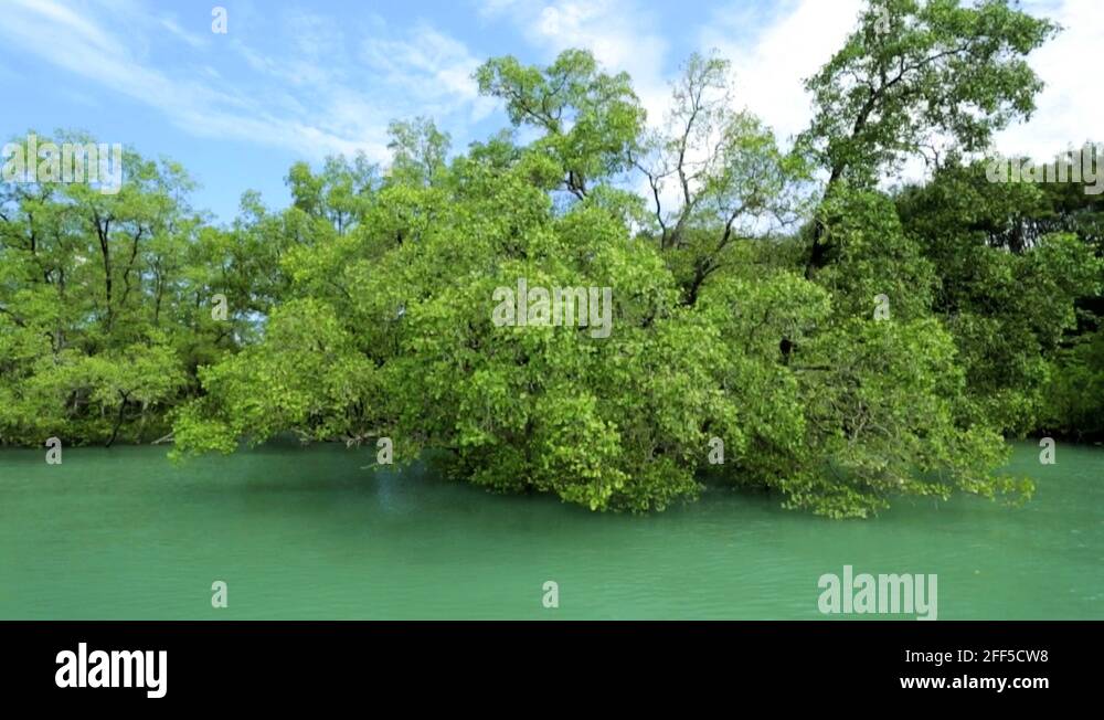 Mangrove trees growing in coastal region, Southeast Asia Stock Video ...