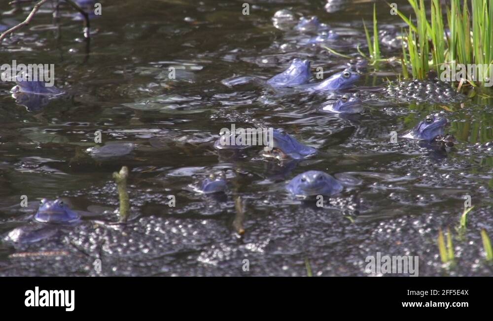 Blue frogs Stock Videos & Footage - HD and 4K Video Clips - Alamy