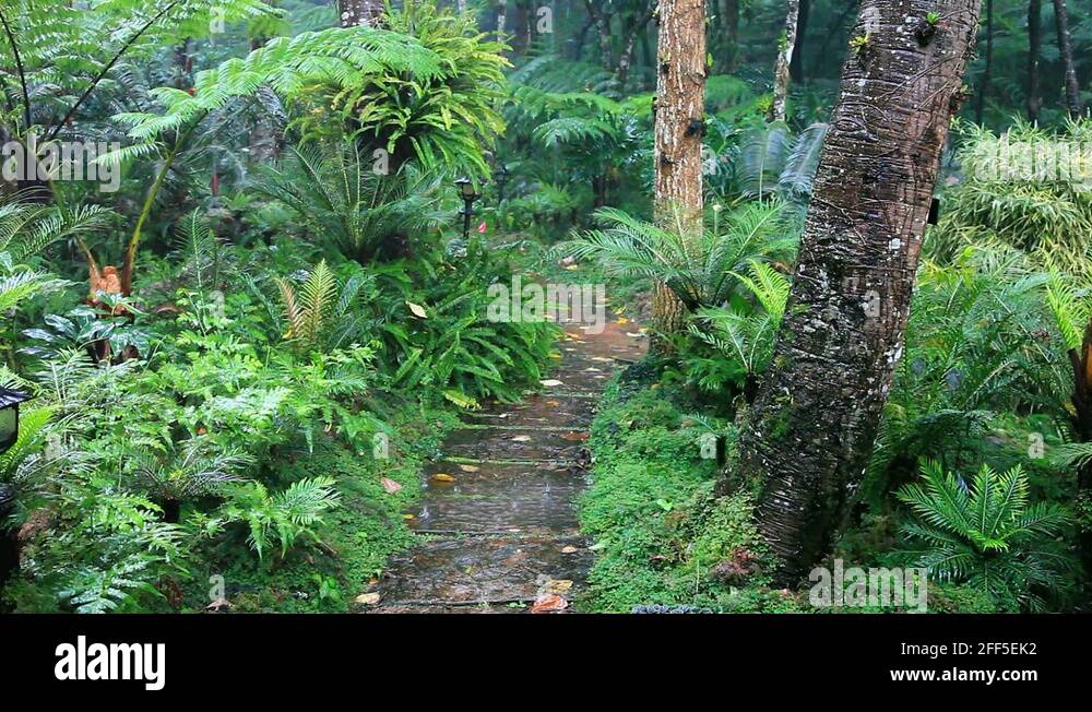 Fern doi inthanon nature park Stock Videos & Footage - HD and 4K Video ...