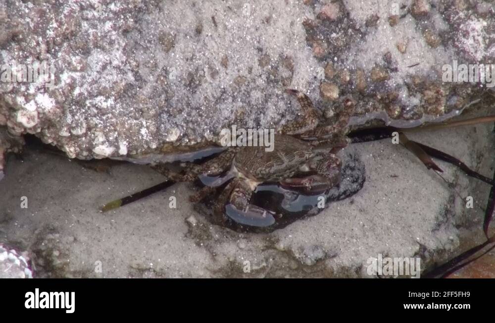 Pachygrapsus marmoratus, marbled rock crab, scared crab in the sea ...