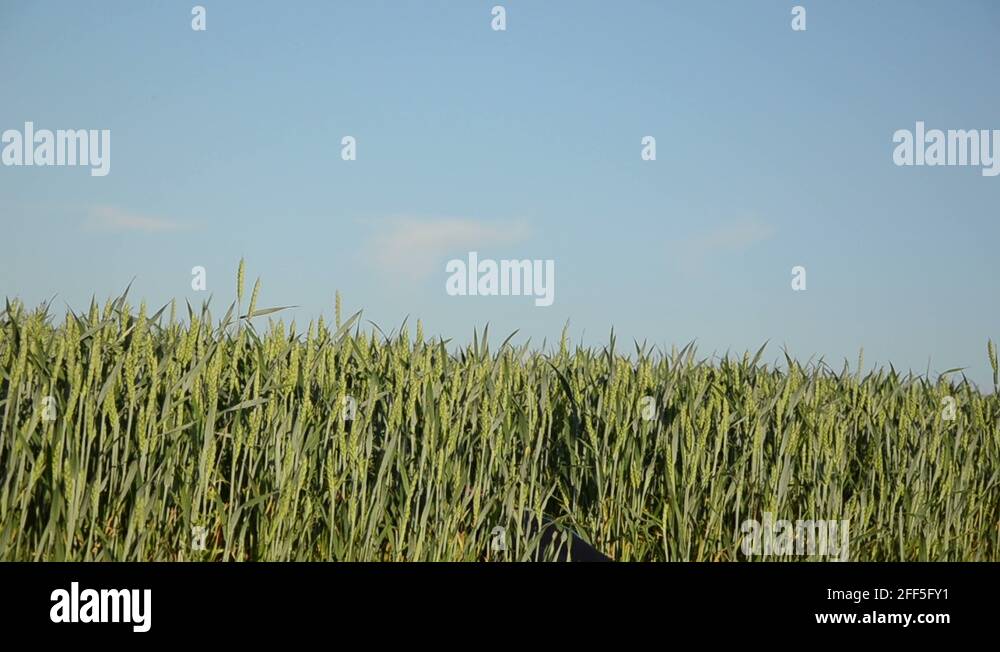 Corn bouquet Stock Videos & Footage - HD and 4K Video Clips - Alamy