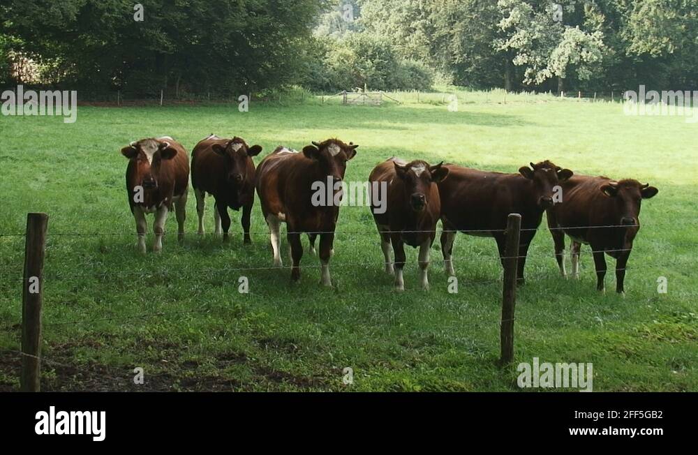 Herd breed livestock cattle Stock Videos & Footage - HD and 4K Video ...