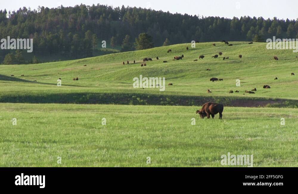 Bison family groups Stock Videos & Footage - HD and 4K Video Clips - Alamy