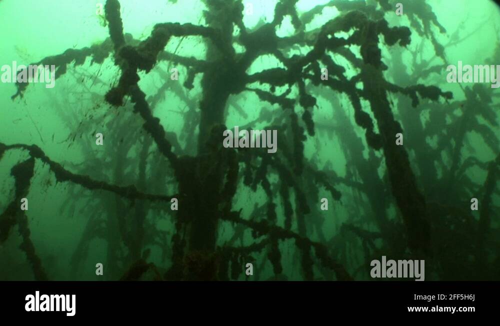Underwater forest Stock Videos & Footage - HD and 4K Video Clips - Alamy