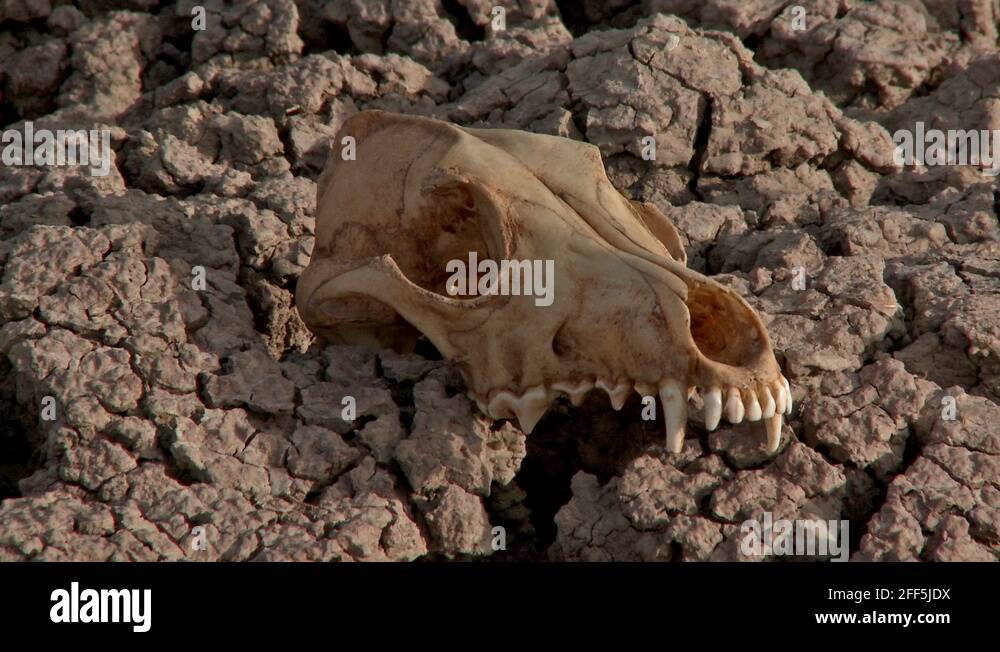 Famine warning Stock Videos & Footage - HD and 4K Video Clips - Alamy