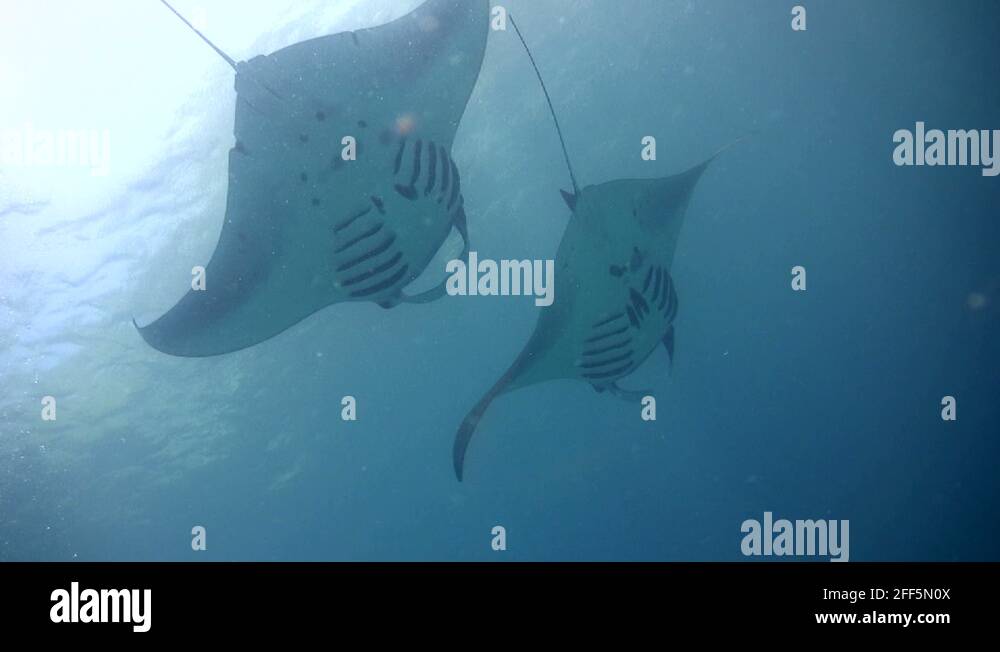 Ray circle Stock Videos & Footage - HD and 4K Video Clips - Alamy