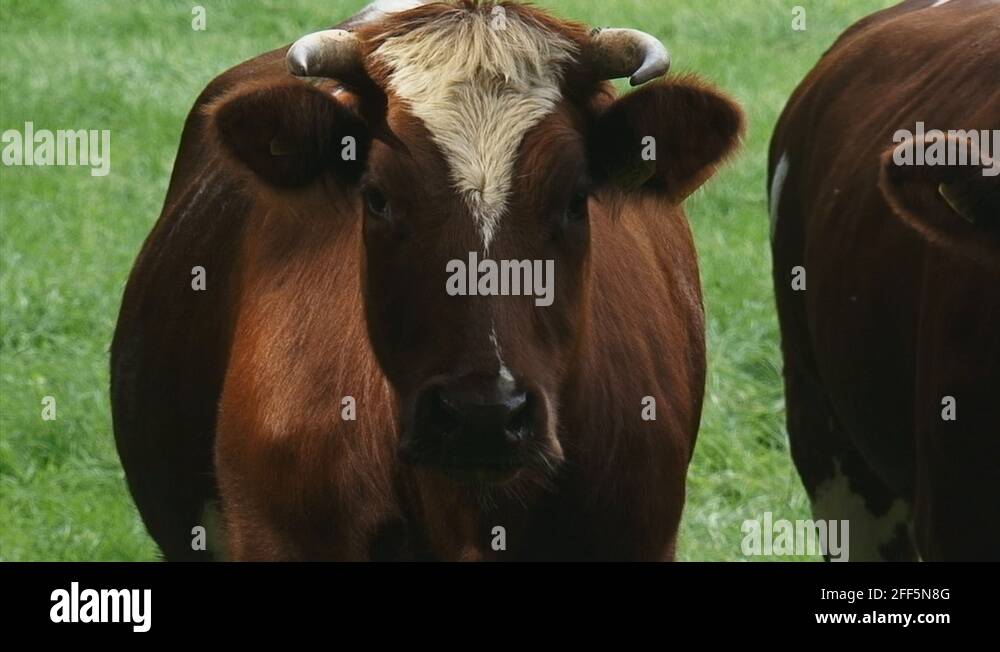 Dual purpose breed of cattle Stock Videos & Footage - HD and 4K Video ...