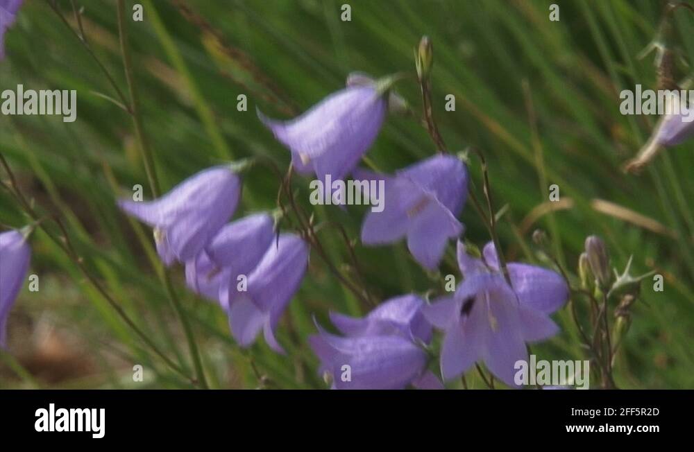 Harebell campanula rotundifolia close Stock Videos & Footage - HD and ...