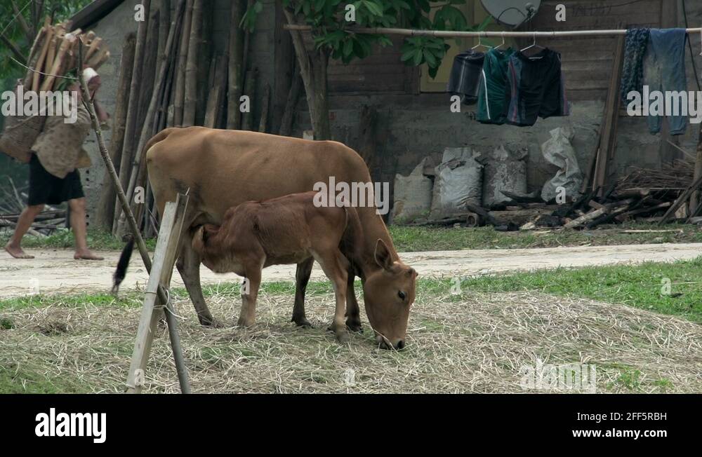 Lady cow Stock Videos & Footage - HD and 4K Video Clips - Alamy