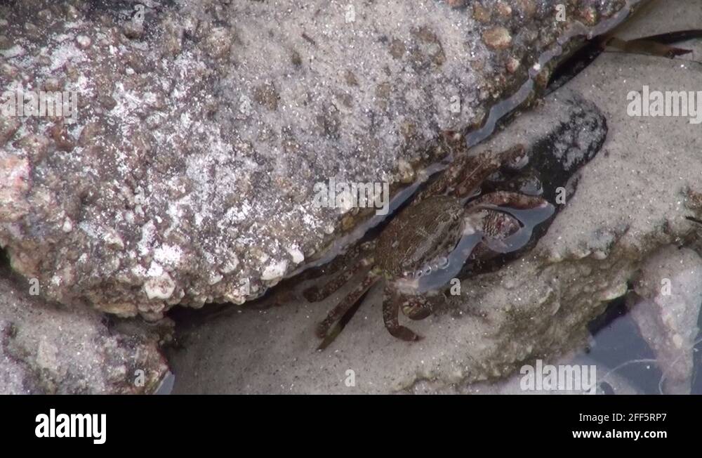 Pachygrapsus marmoratus, marbled rock crab, scared crab in the sea ...