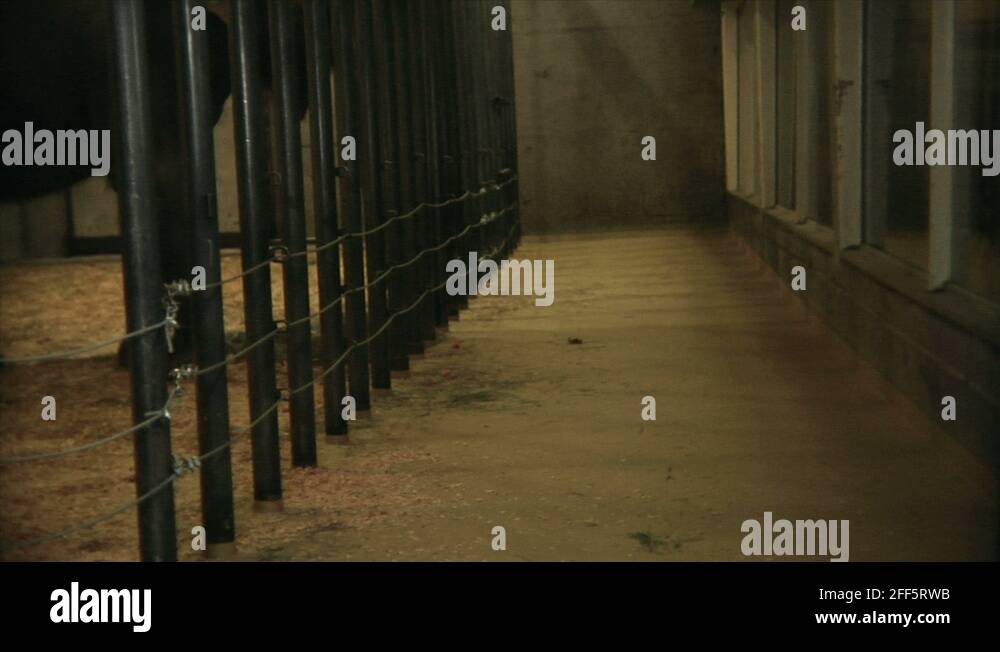An elephant behind a gate uses its trunk to grab food in slow motion ...