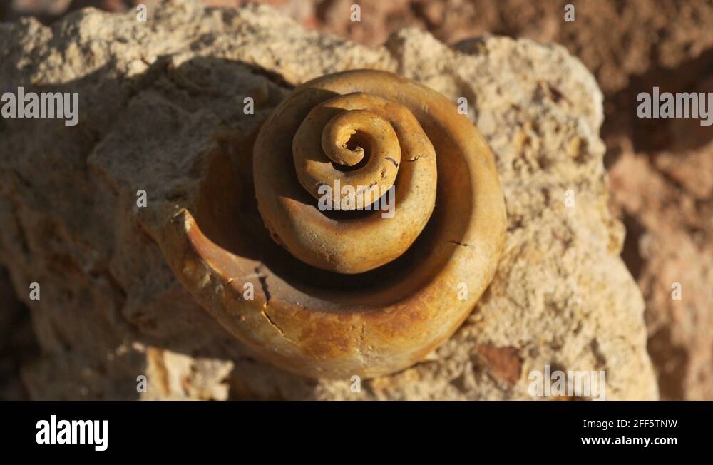 fossil snail gastropod mollusca shell 10 Stock Video Footage - Alamy
