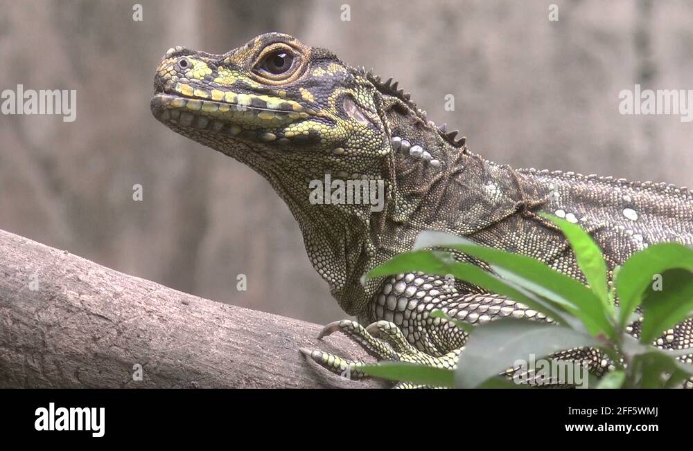 Sailfin philippine lizard Stock Videos & Footage - HD and 4K Video ...