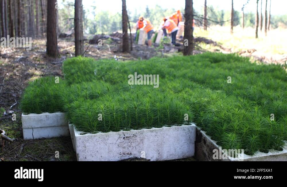 Forestry tree planting Stock Videos & Footage - HD and 4K Video Clips ...