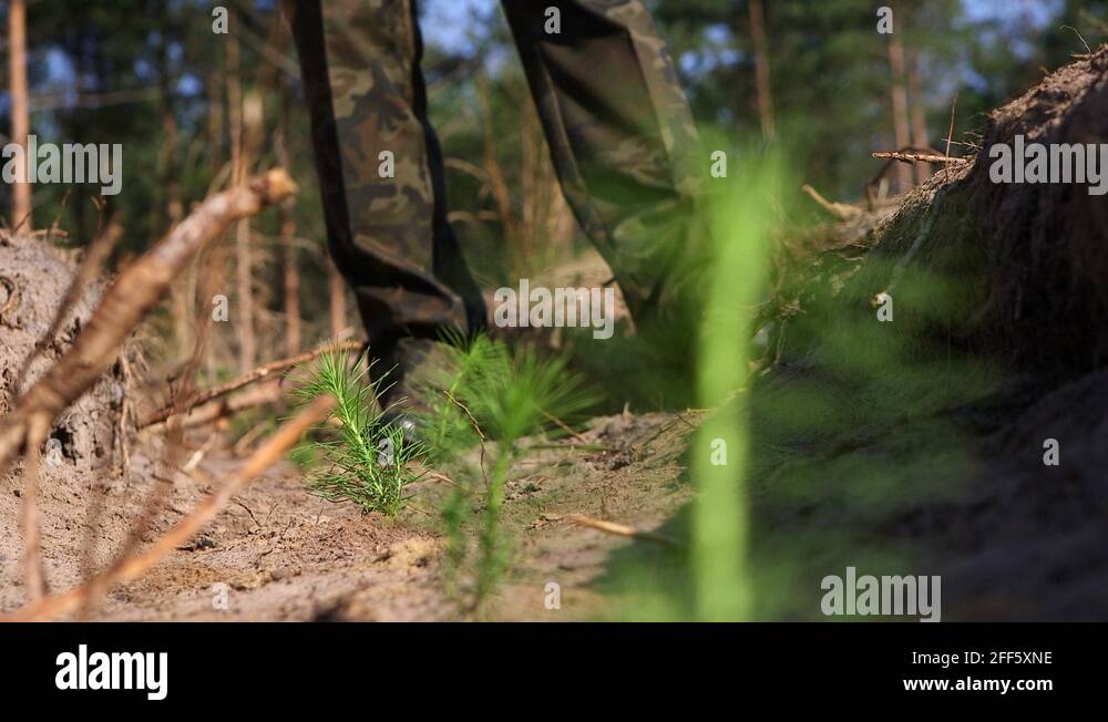 Tree seedlings Stock Videos & Footage - HD and 4K Video Clips - Alamy