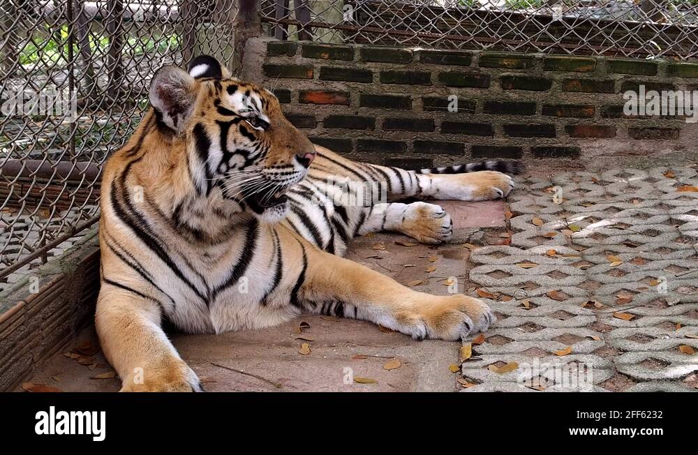 Adult tiger Stock Videos & Footage - HD and 4K Video Clips - Alamy