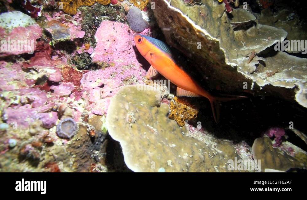 Neon fusilier fish amongst coral reef at night Stock Video Footage - Alamy