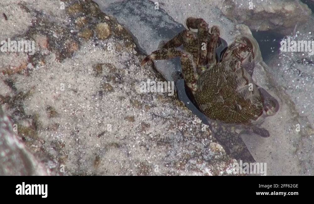Pachygrapsus marmoratus, marbled rock crab, scared crab in the sea ...