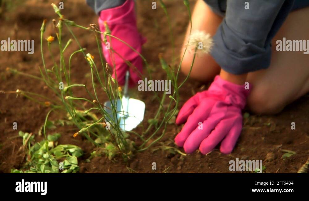 Weeds of cultivation Stock Videos & Footage - HD and 4K Video Clips - Alamy