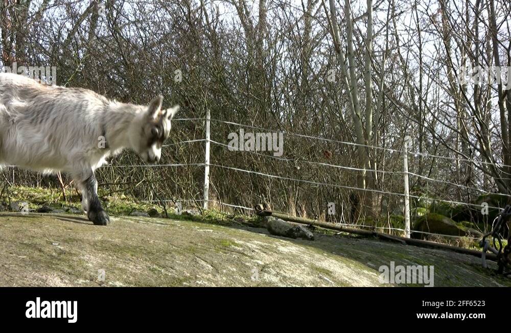 Jumping goat Stock Videos & Footage - HD and 4K Video Clips - Alamy