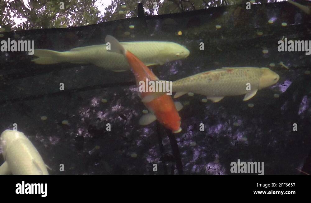 Koi fish red Stock Videos & Footage - HD and 4K Video Clips - Alamy